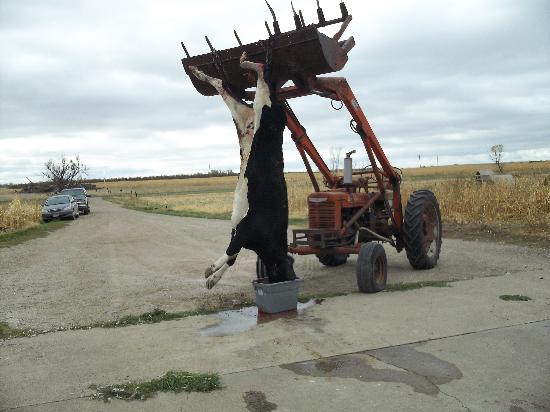 Til the Cows Come Home - Grit